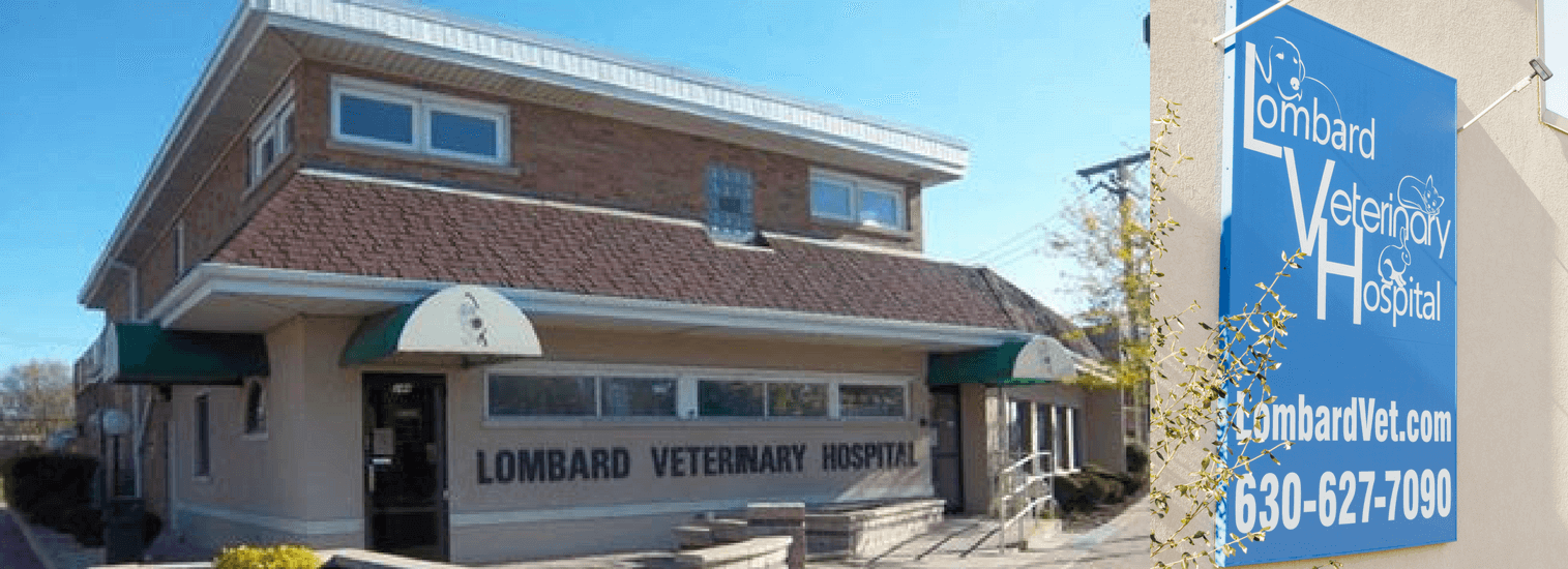 Our History | Lombard Veterinary Hospital
