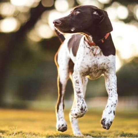 Lab Pointer Dog